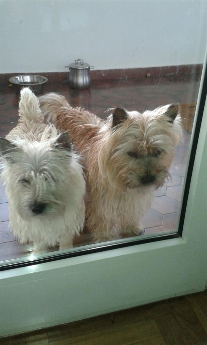 CUCCIOLI DI CAIRN TERRIER